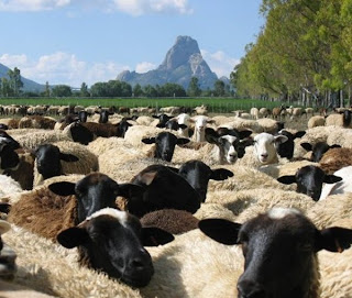 CUENTA BORREGOS: BORREGOS